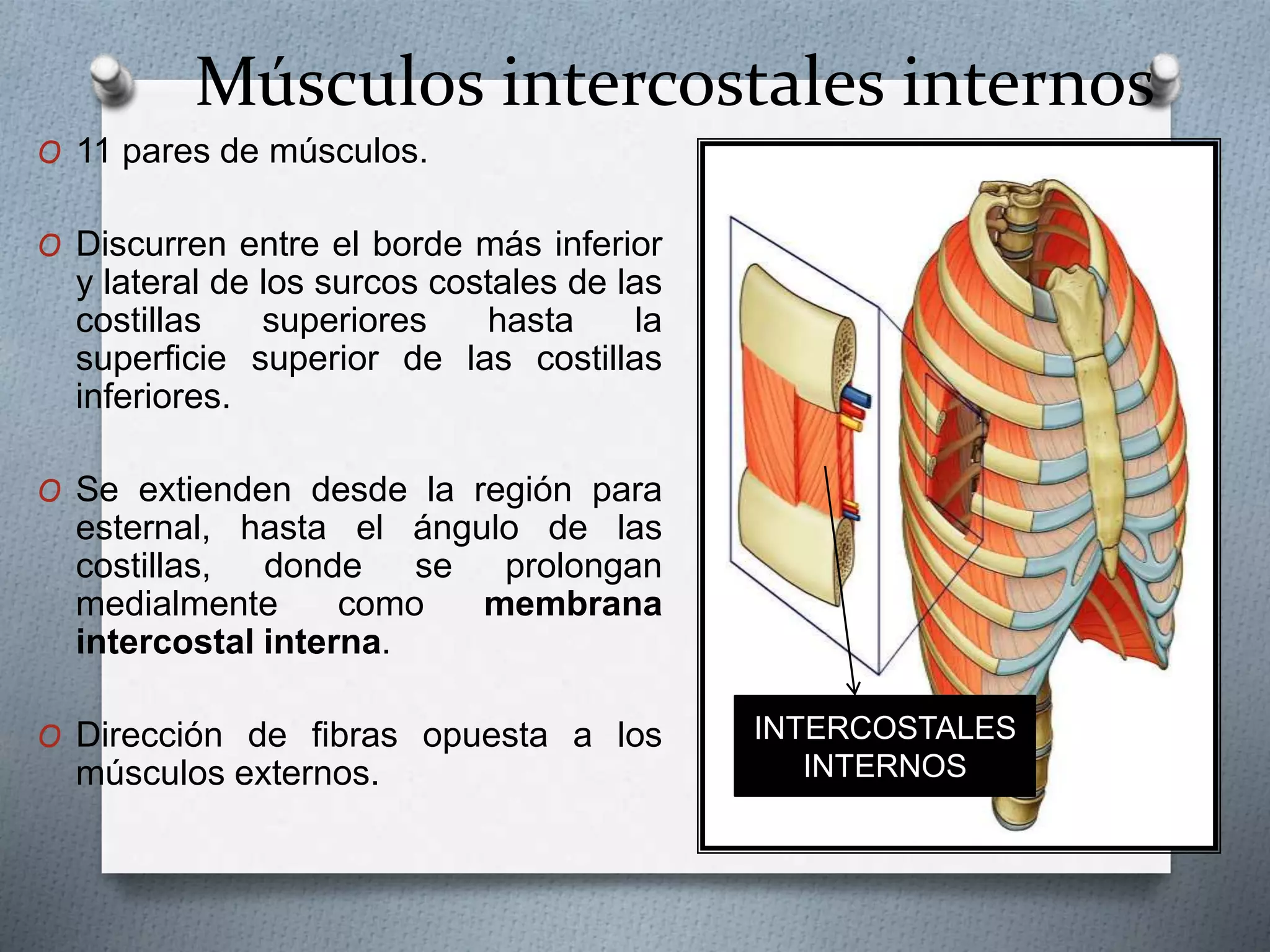 Músculos intercostales | PPTX