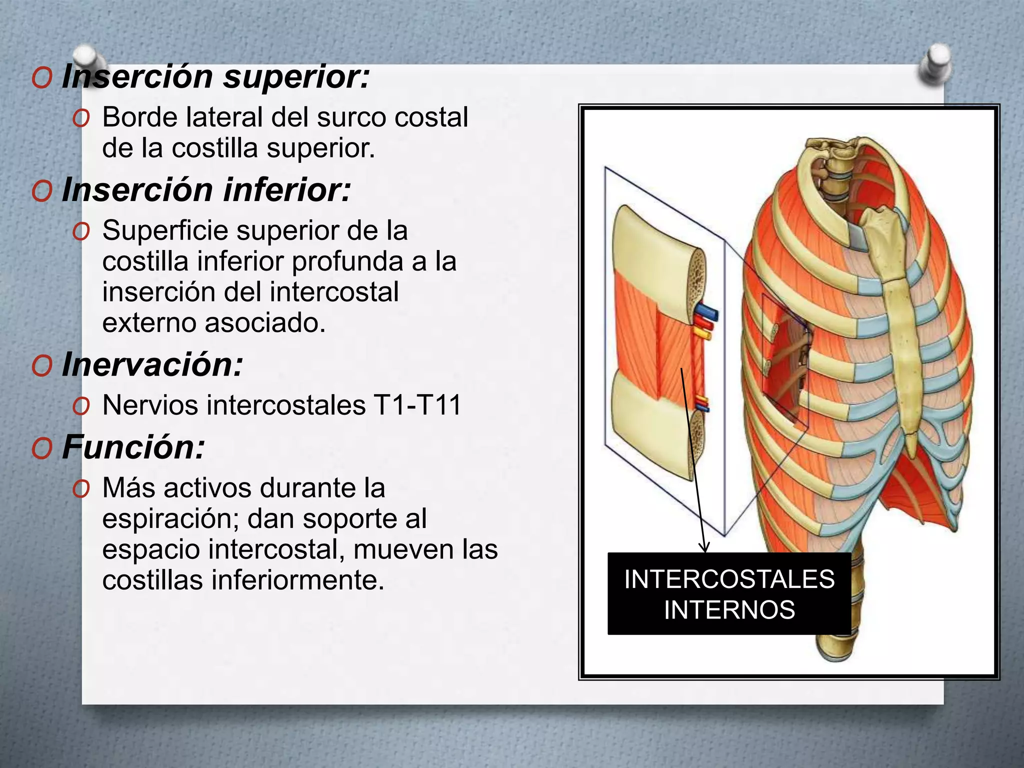 Músculos intercostales | PPTX