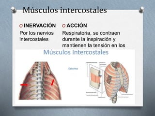 Músculos intercostales | PPTX