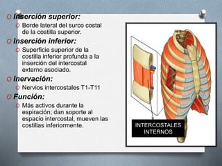 Músculos intercostales | PPTX