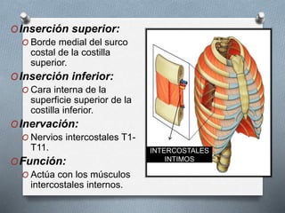Músculos intercostales | PPTX