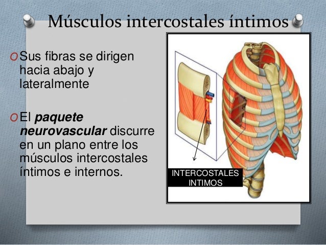 Músculos intercostales