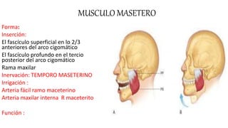 Músculos Masticadores.pptx