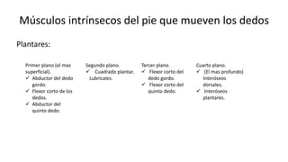 Músculos miembro inferior | PPTX