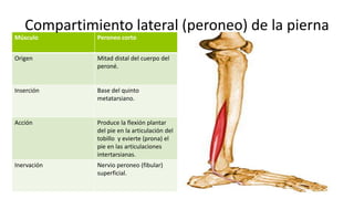 Origen E Inserción Del Peroneo Largo