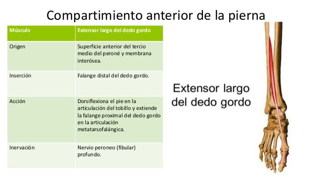 Músculos miembro inferior