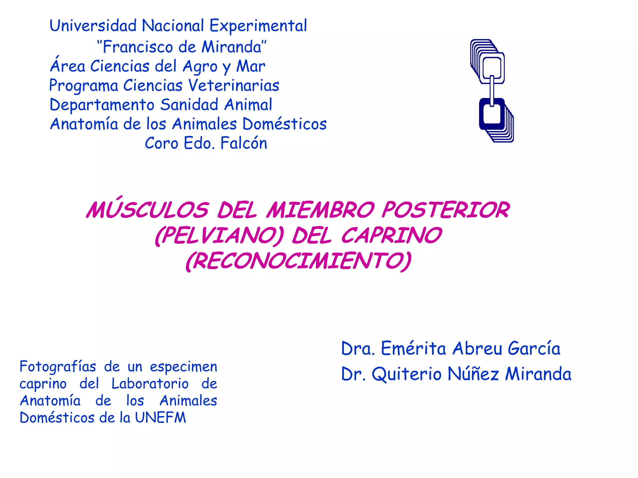 Músculos miembro pelviano reconocimiento | PDF