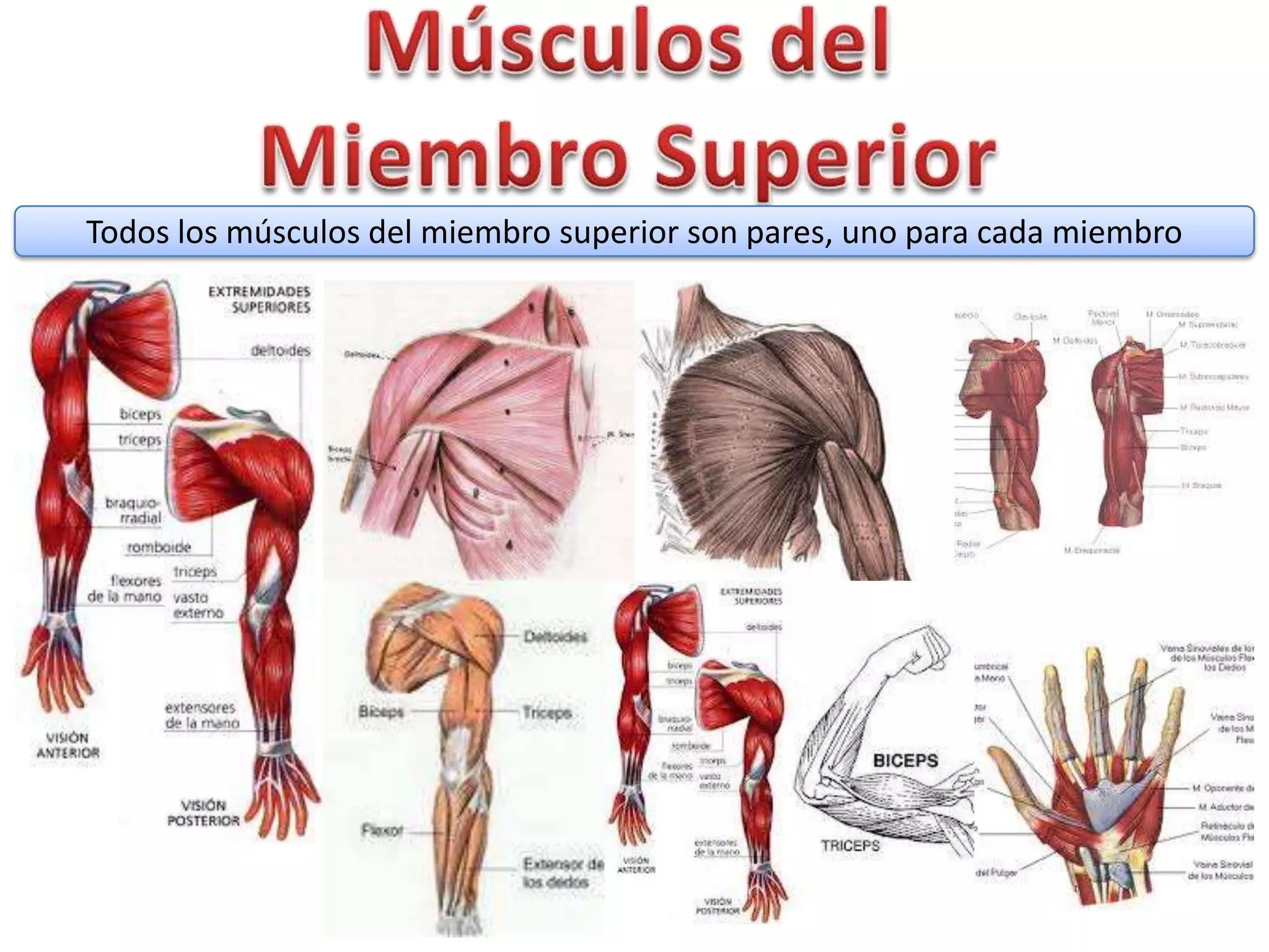 Músculos miembro superior | PPTX