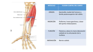 Músculos miembro superior | PPTX