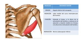 Músculos miembro superior | PPTX