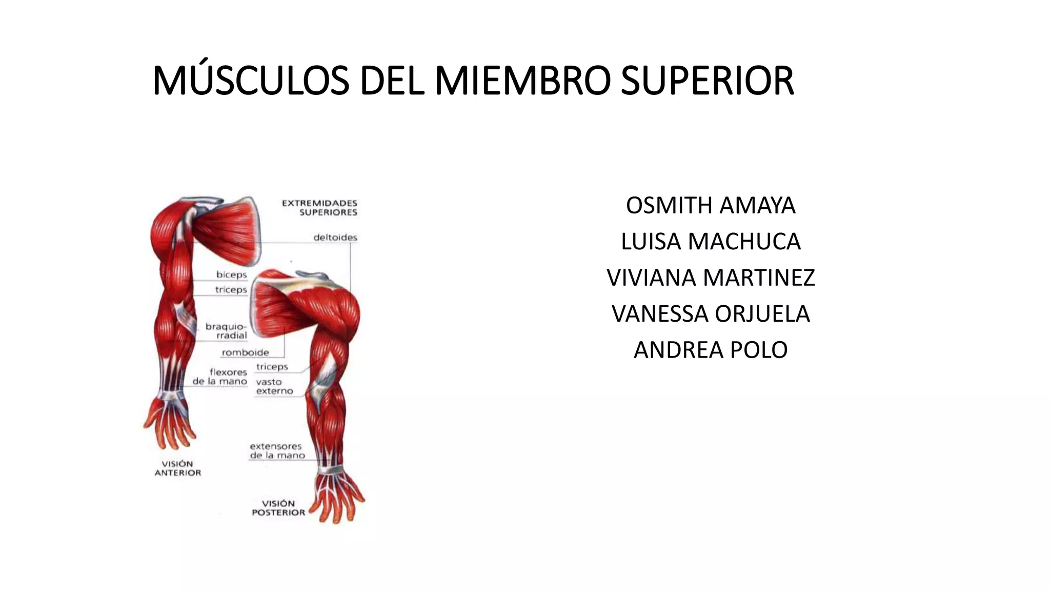 Músculos miembro superior | PPTX