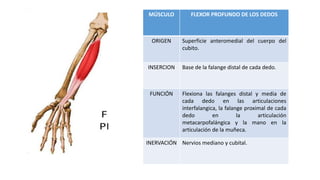 Músculos miembro superior | PPTX