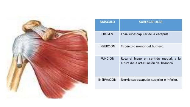Músculos miembro superior