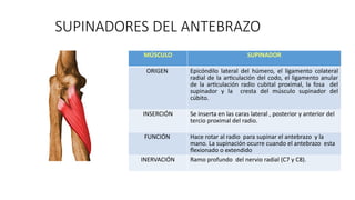 msculosmiembrosuperior.IDENTIFICACION DE LAS PARTES DE HUESOS Y ...