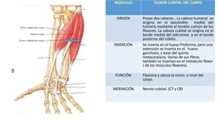 msculosmiembrosuperior.IDENTIFICACION DE LAS PARTES DE HUESOS Y ...