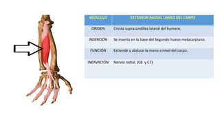 msculosmiembrosuperior.IDENTIFICACION DE LAS PARTES DE HUESOS Y ...