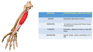 msculosmiembrosuperior.IDENTIFICACION DE LAS PARTES DE HUESOS Y ...