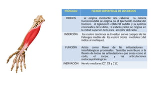 msculos MMSS.pptx HUESOS PARTES Y MUSCULOS | PPTX
