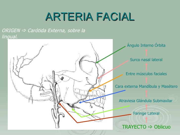 Músculos, nervios y arterias faciales