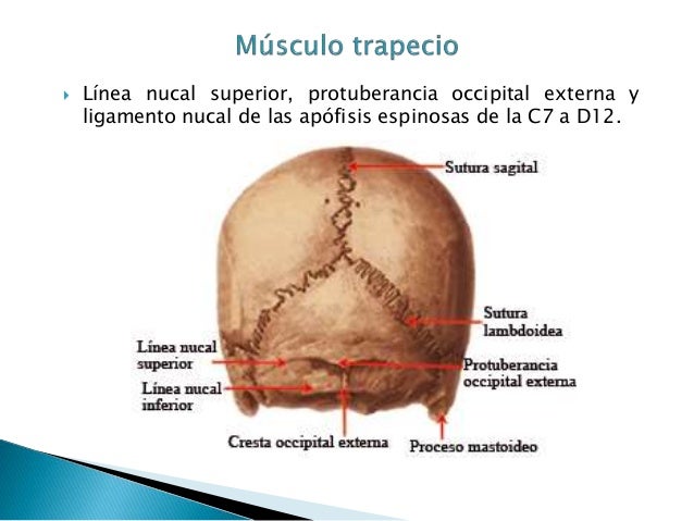 Músculos que mueven la cabeza, el tórax
