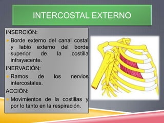 Músculos región costal | PPTX