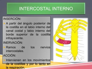 Músculos región costal | PPTX