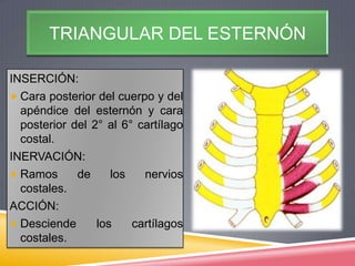 Músculos región costal | PPTX