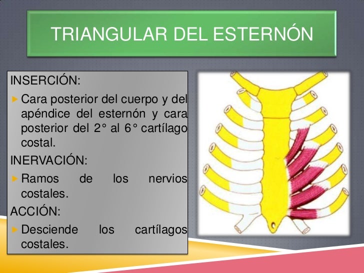 Músculos región costal