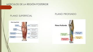 MÚSCULOS SUPERIORES E INFERIORES ANATOMÍA (1).pdf