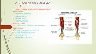 MÚSCULOS SUPERIORES E INFERIORES ANATOMÍA (1).pdf