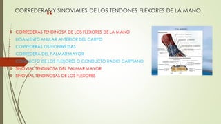 MÚSCULOS SUPERIORES E INFERIORES ANATOMÍA (1).pdf