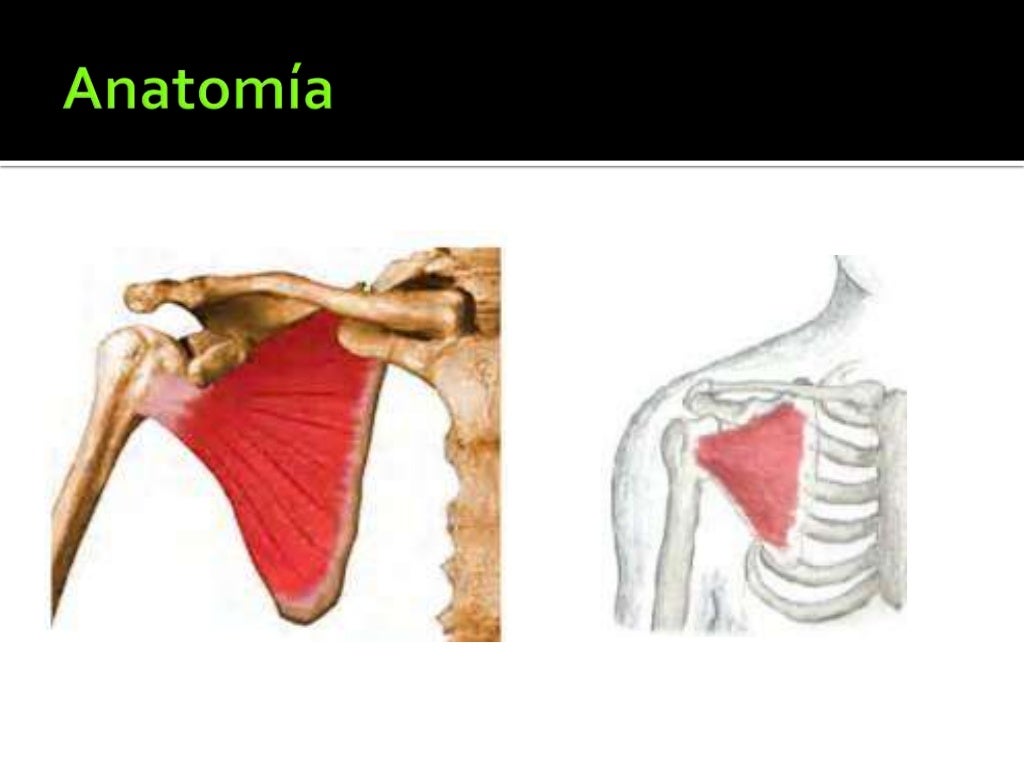 Músculo subescapular