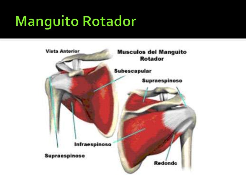 Músculo subescapular