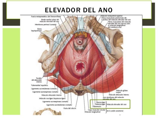 Músculos y aponeurosis del perineo en el hombre