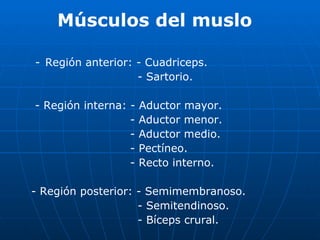 MúSculos Y CirculacióN En Miembros Inferiores | PPT