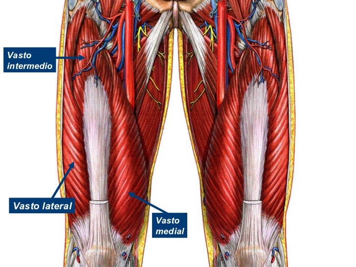 MúSculos Y CirculacióN En Miembros Inferiores