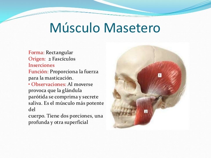 MúSculos Y Huesos de la masticacion