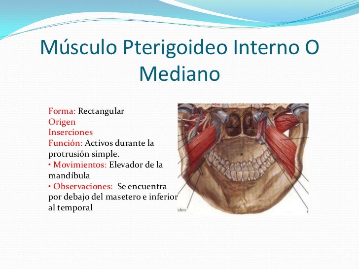 MúSculos Y Huesos de la masticacion