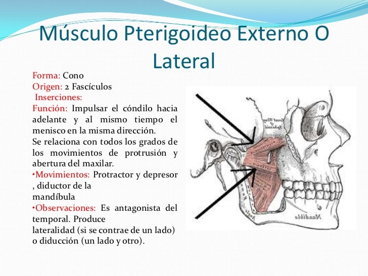 MúSculos Y Huesos de la masticacion