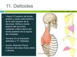 Músculos y huesos del miembro superior | PPTX