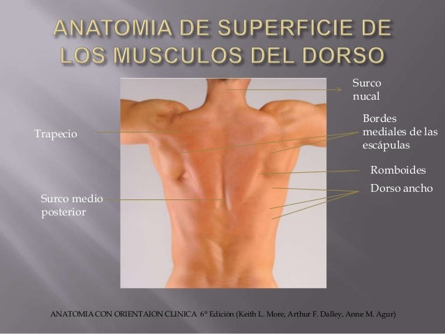 Músculos y Movimientos del Dorso