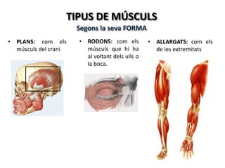 Músculs. 1 slide share | PPT