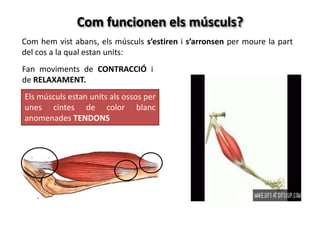 Músculs. 1 slide share | PPT