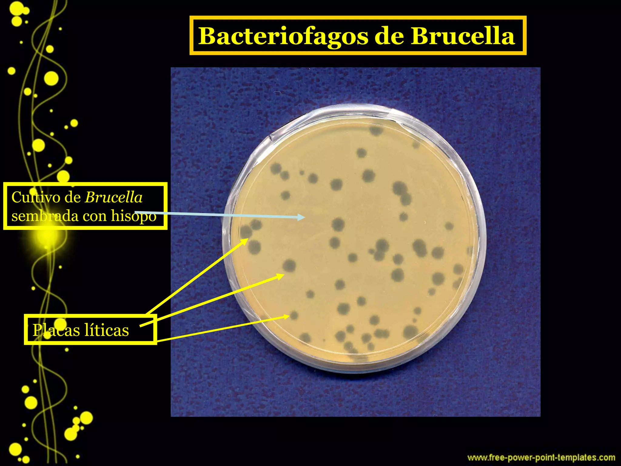 Caracteristicas Genero Brucella | PPT