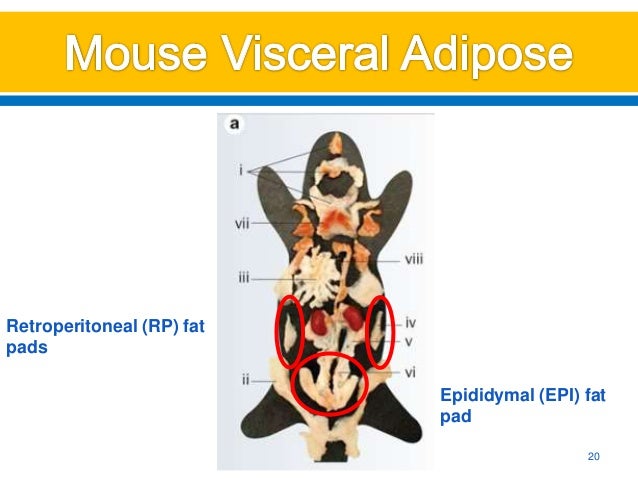 Mary Rodavich - WVU Master's Defense Presentation