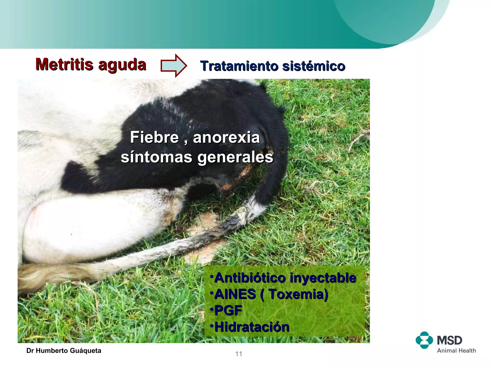 Msd manejo farmacológico de la metritis y endometritis bovina fp | PPT