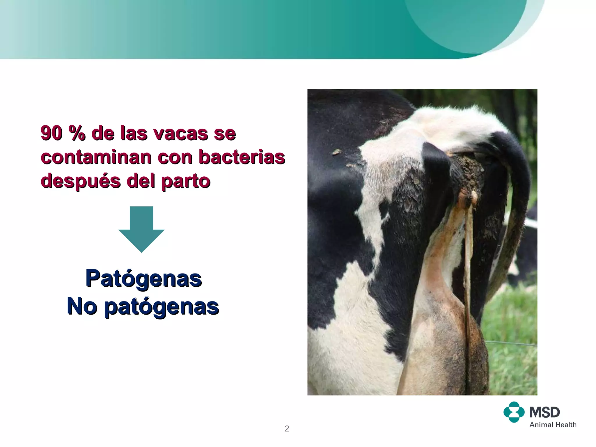 Msd manejo farmacológico de la metritis y endometritis bovina fp | PPT