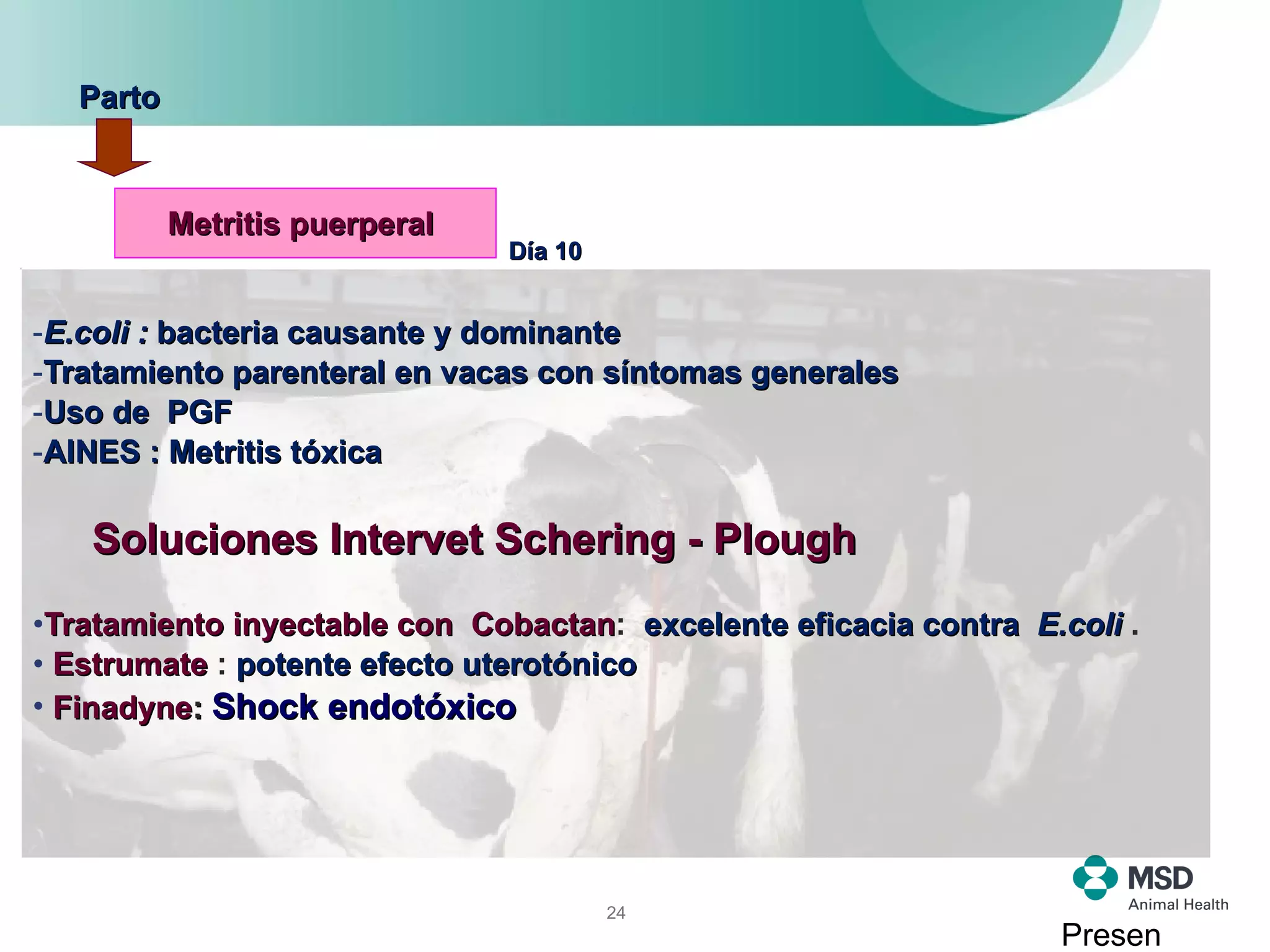 Msd manejo farmacológico de la metritis y endometritis bovina fp | PPT