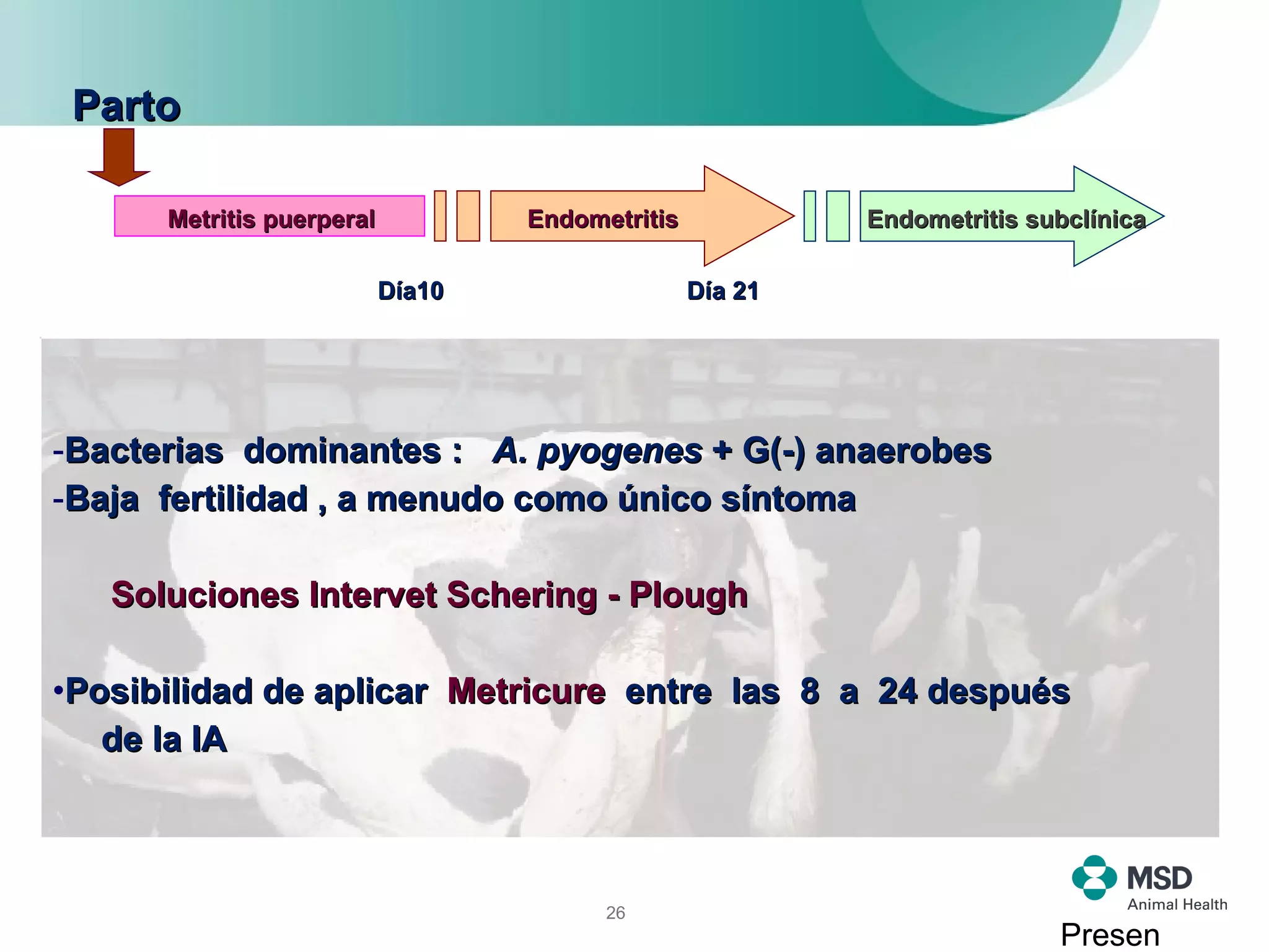 Msd manejo farmacológico de la metritis y endometritis bovina fp | PPT