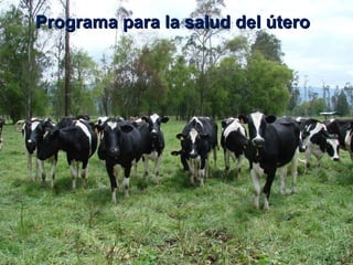 Msd manejo farmacológico de la metritis y endometritis bovina fp | PPT